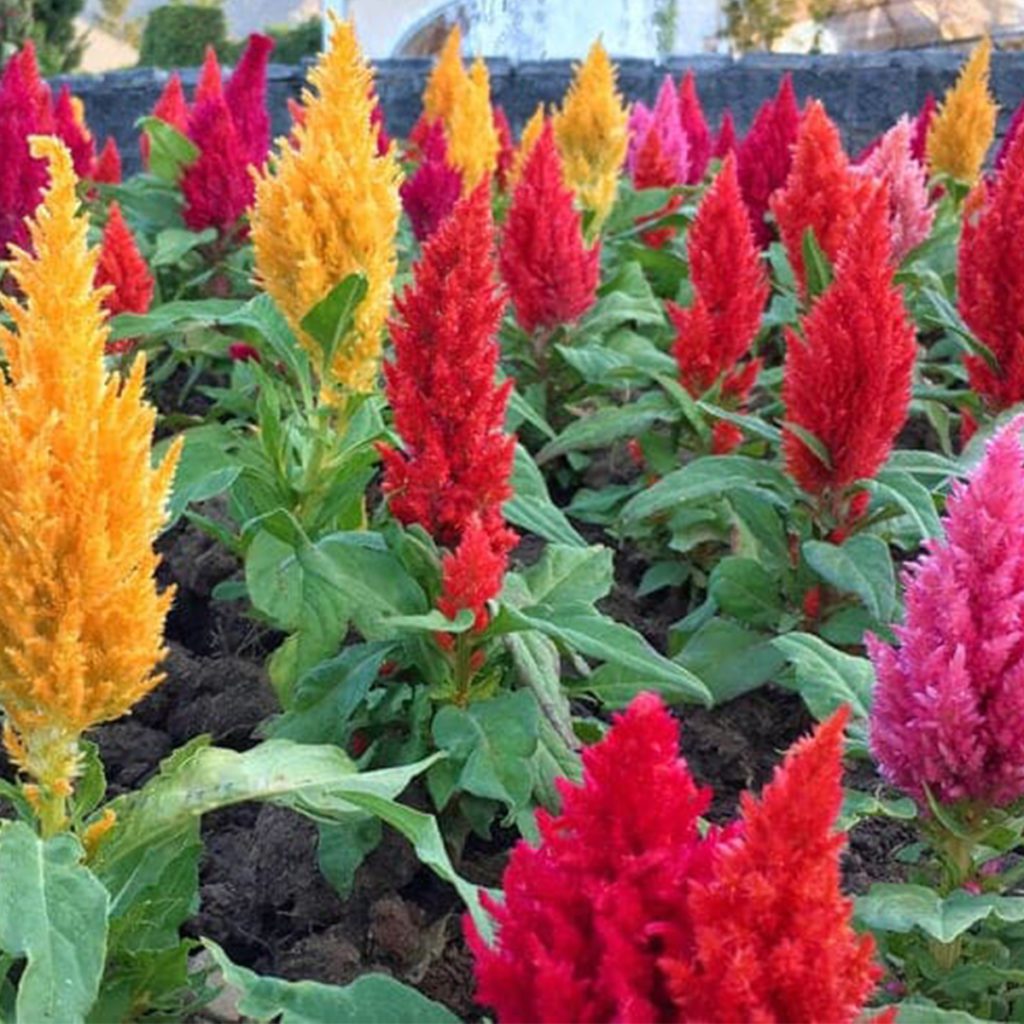 50 Mixed Colour Cockscomb Seeds - Welldales