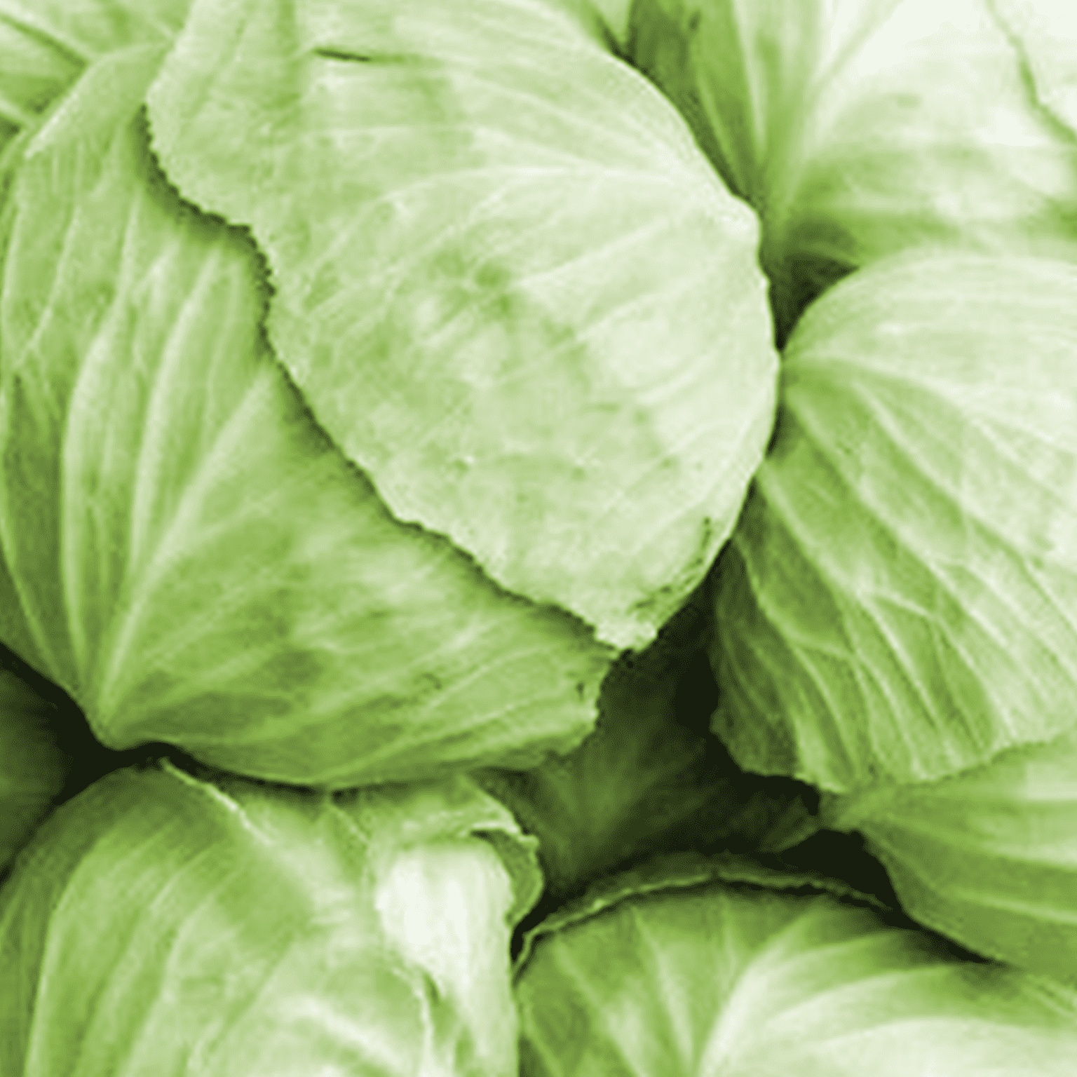 100 Large White Ball Cabbage Seeds - Welldales