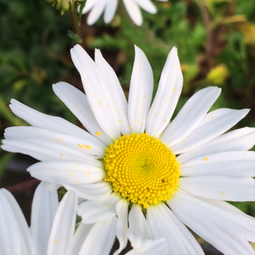 50 Large English Daisy Seeds - Welldales