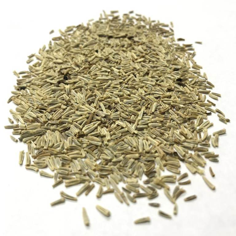 50 Large English Daisy Seeds - Welldales