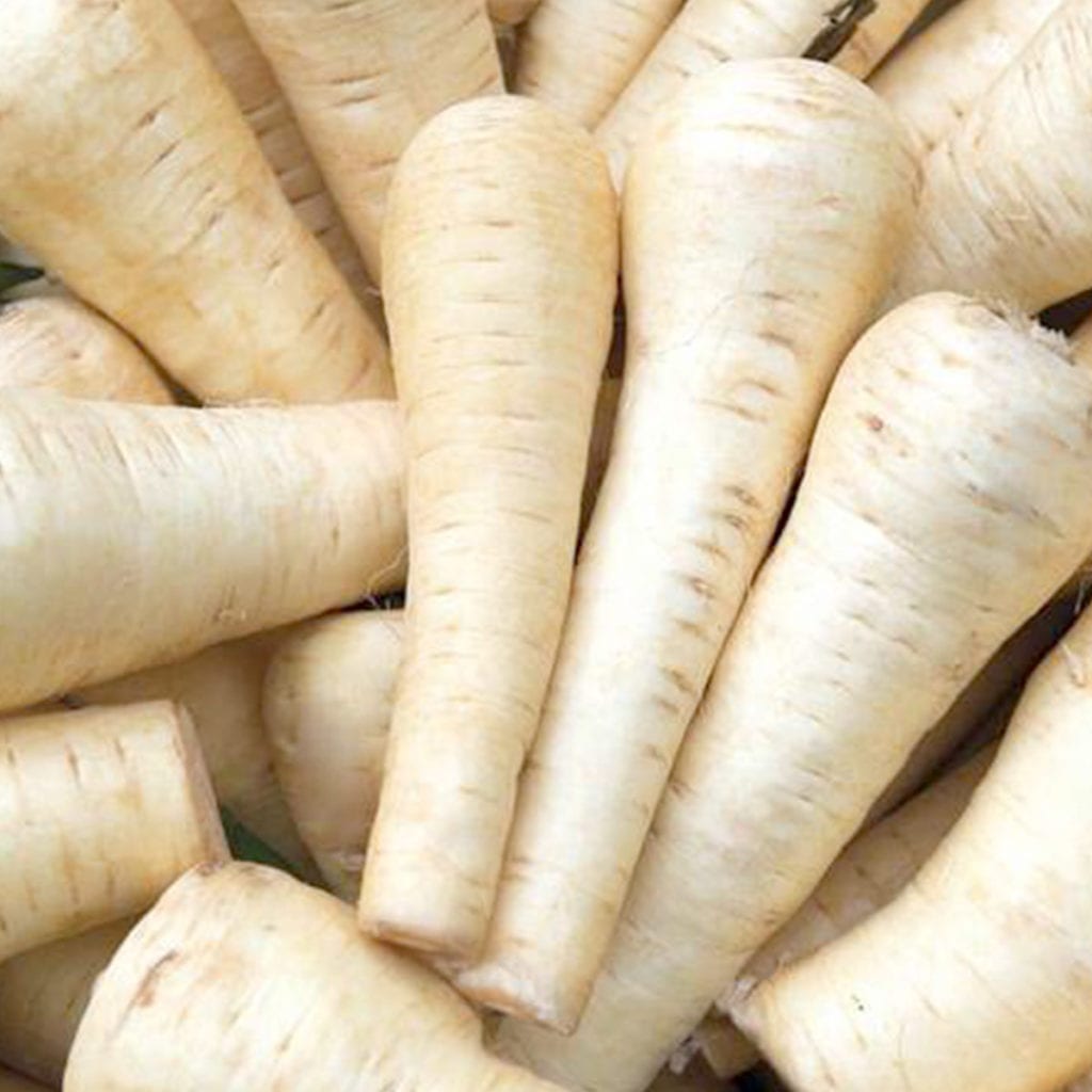 50 Giant White Gem Parsnip Seeds - Welldales