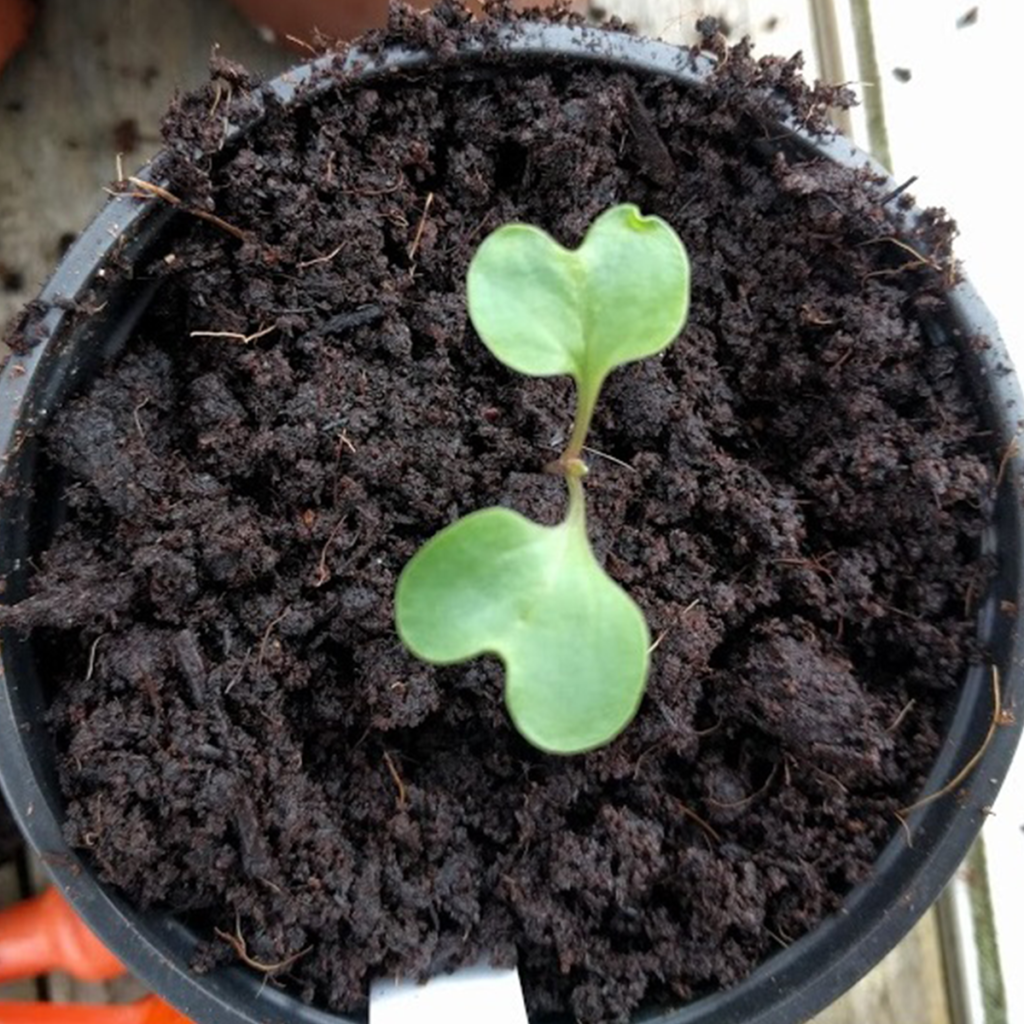 50 Giant Igloo Cauliflower Seeds - Welldales