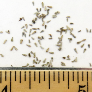 50 Mixed Colour Daisy Seeds - Welldales