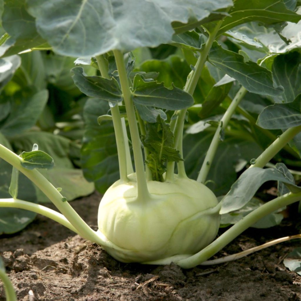 50 Giant Kohl Rabi Superschmelz Seeds - Welldales