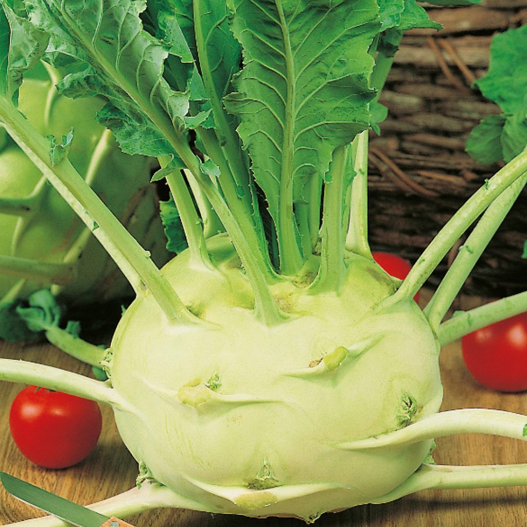 50 Giant Kohl Rabi Superschmelz Seeds - Welldales