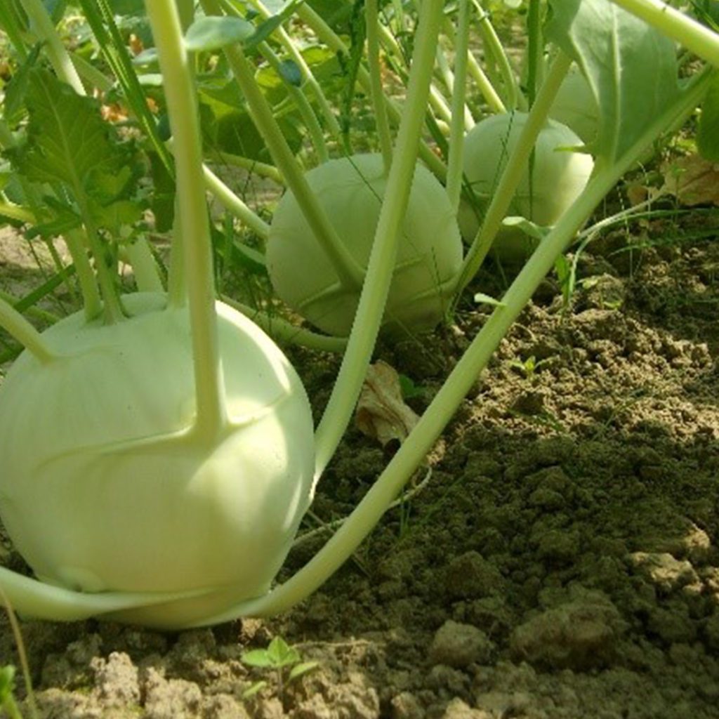 50 Giant Kohl Rabi Superschmelz Seeds - Welldales