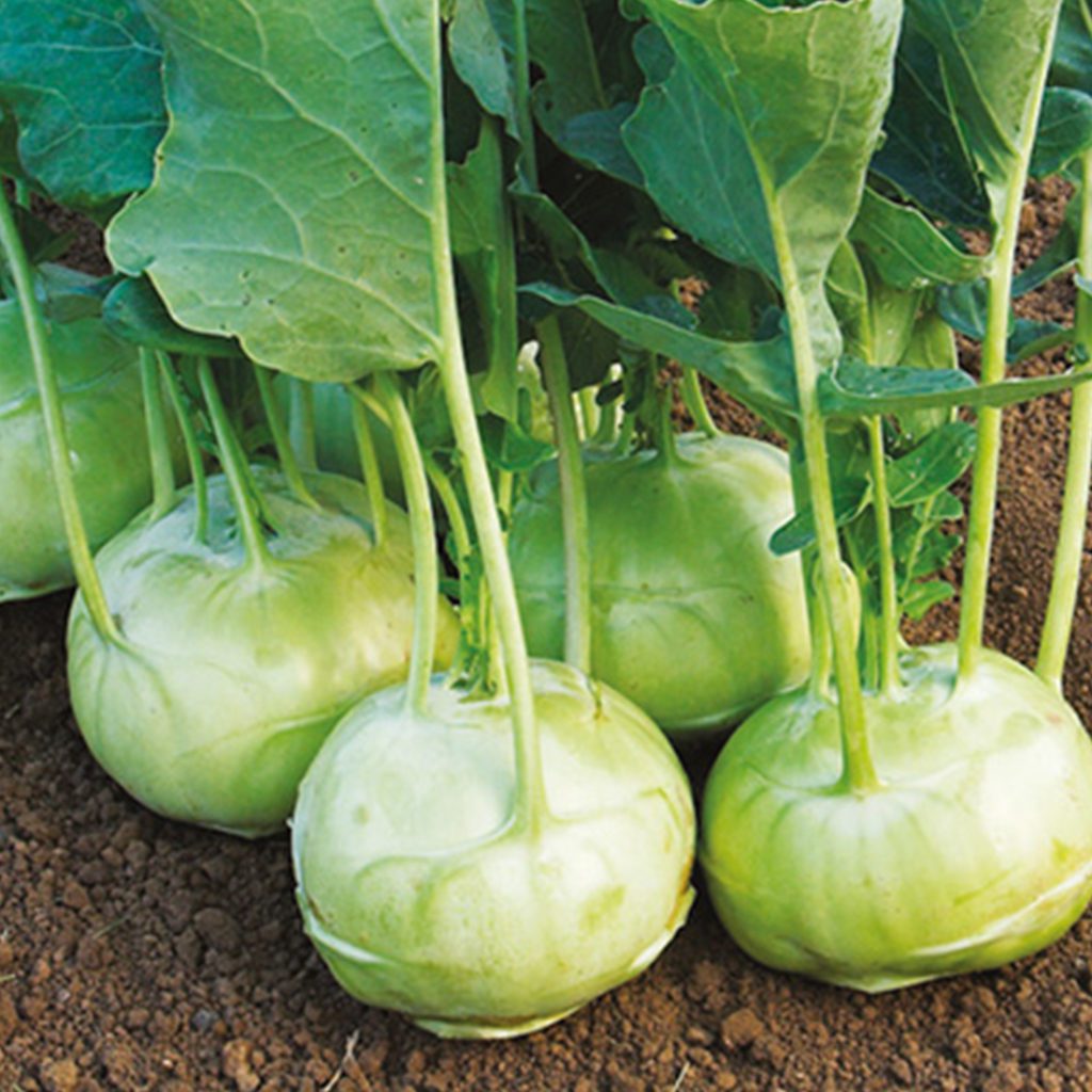 50 Giant Kohl Rabi Superschmelz Seeds - Welldales