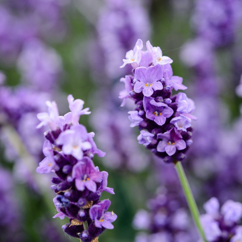 50 Purple Rain Lavender Seeds - Welldales
