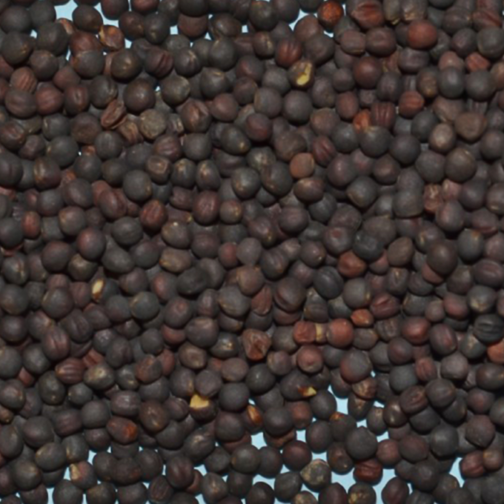 50 Purple Top Swede Seeds - Welldales