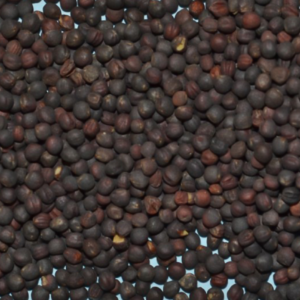 50 Purple Top Swede Seeds - Welldales