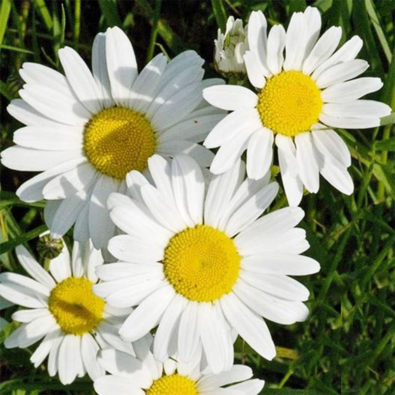 50 Large English Daisy Seeds - Welldales