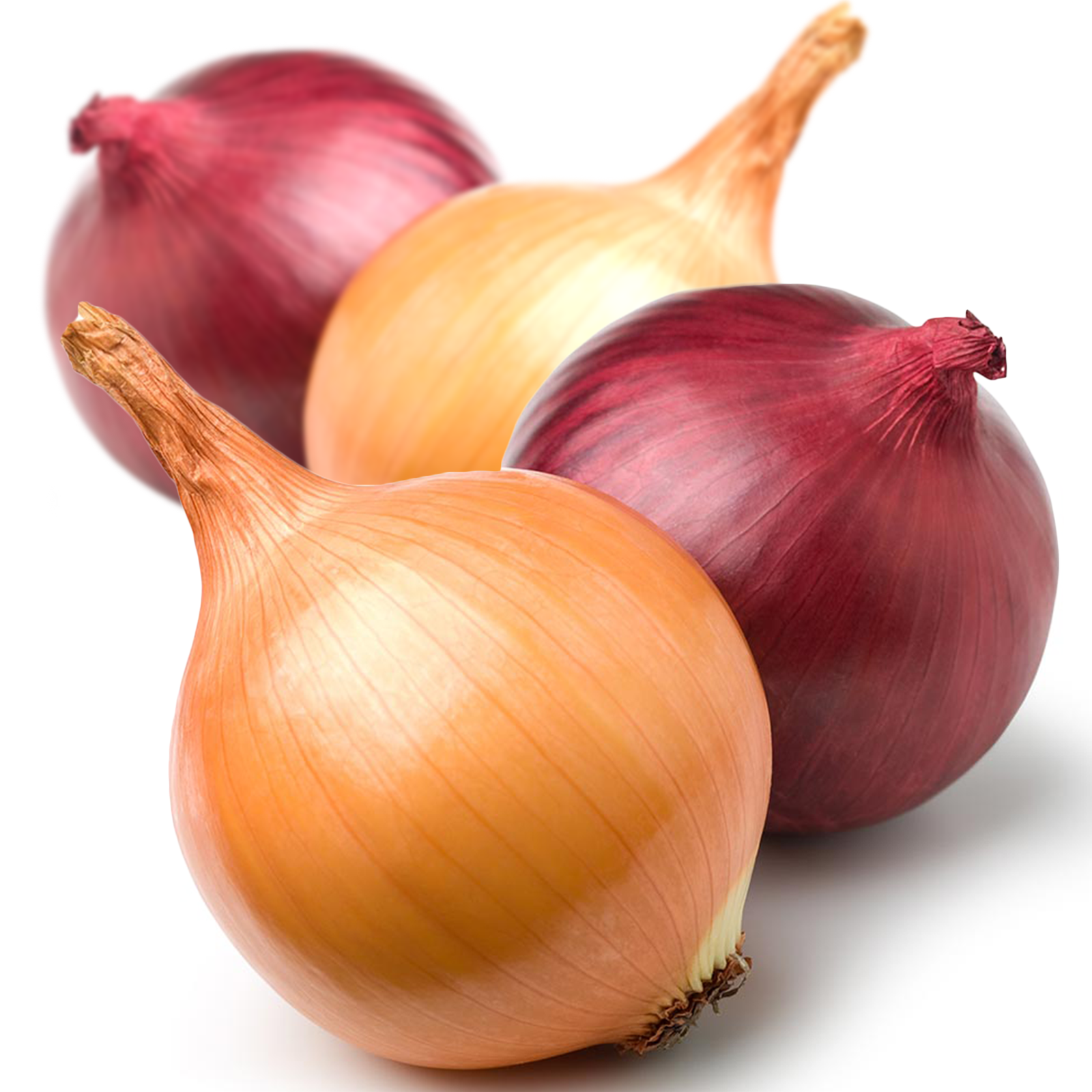 50 Mixed Giant Sweet Red & Brown Onion Seeds - Welldales