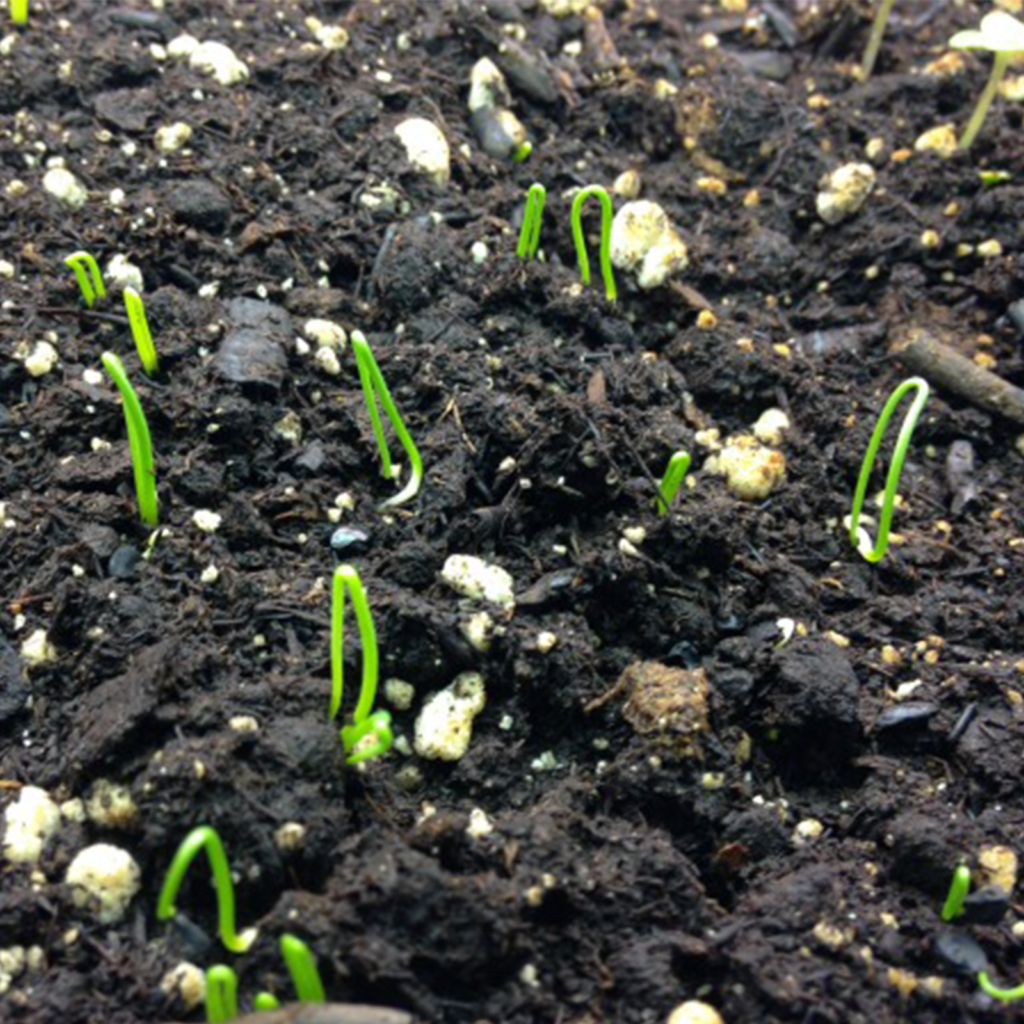 50 Mixed Giant Sweet Red & Brown Onion Seeds - Welldales