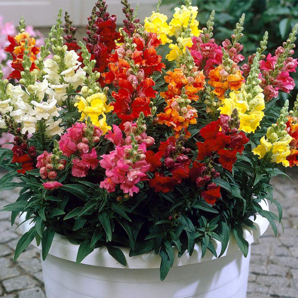 100 Giant Mixed Snapdragon Seeds Majus - Welldales