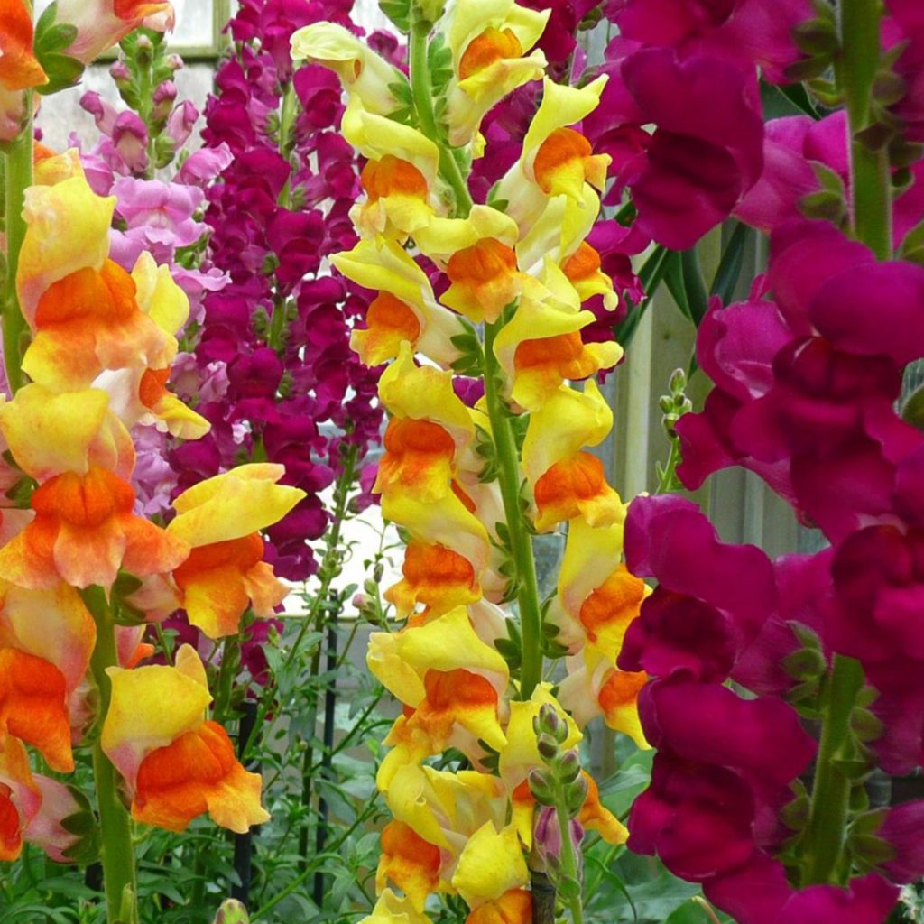 100 Giant Mixed Snapdragon Seeds Majus - Welldales
