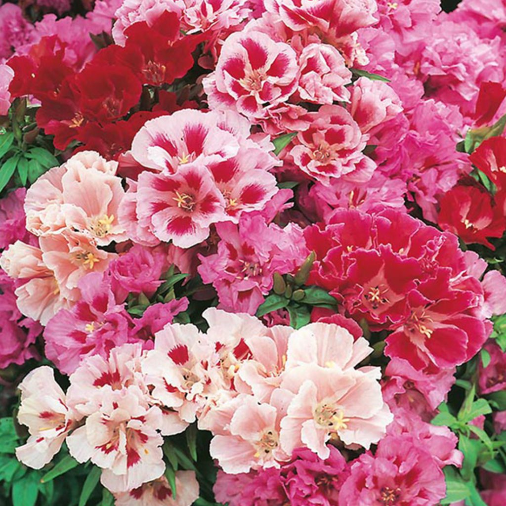 100 Mixed Godetia Azalea Pink Flower Seeds - Welldales