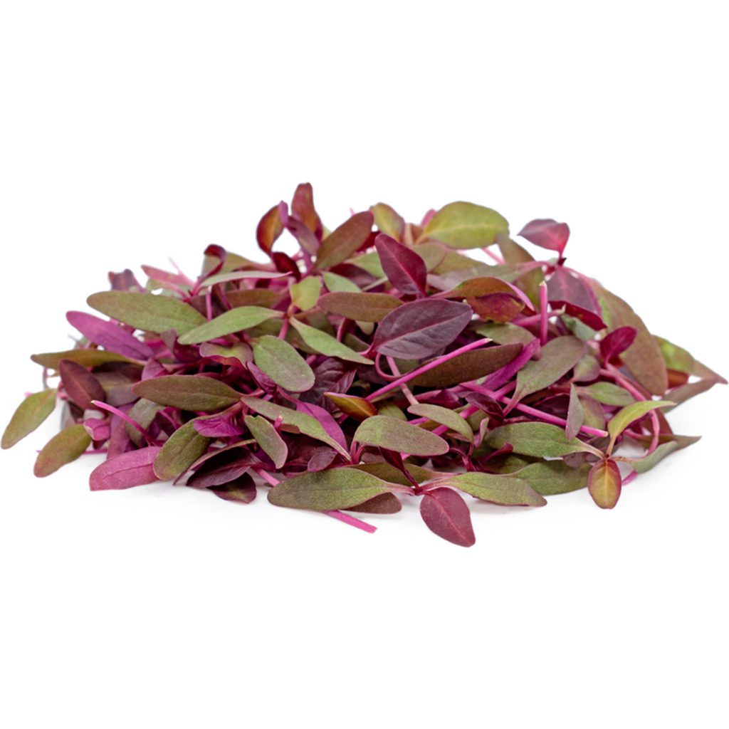 100 Red Micro Amaranth Seeds - Welldales