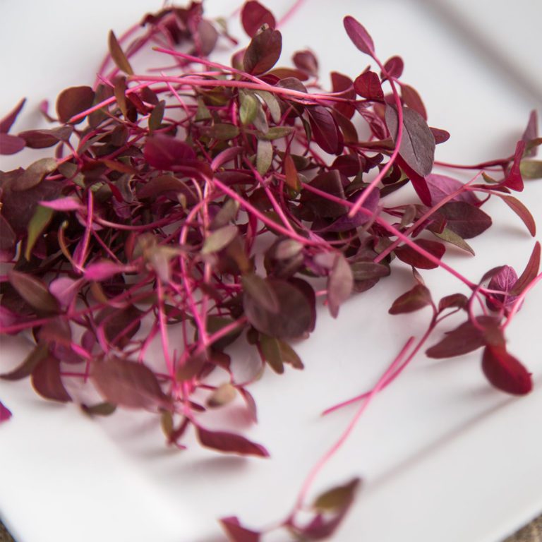 100 Red Micro Amaranth Seeds - Welldales