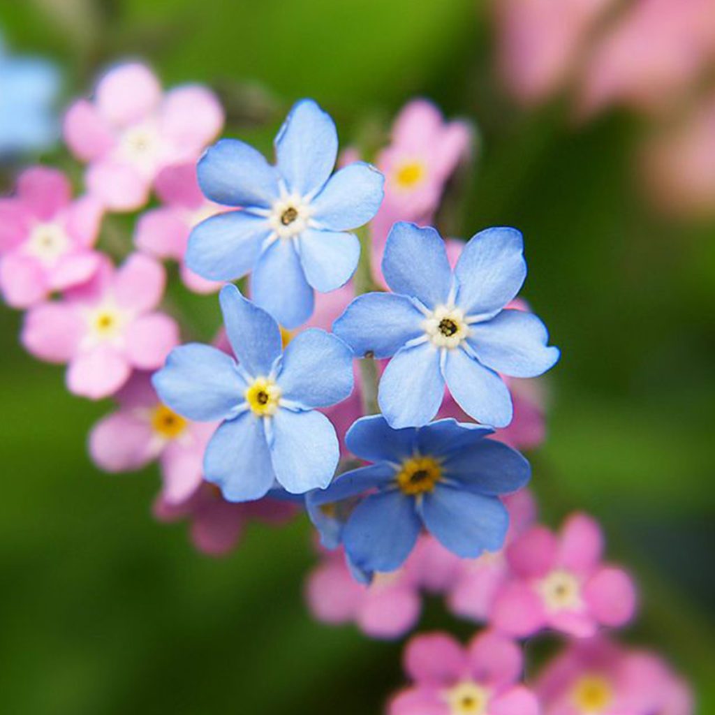 100 Mixed Pastel Forget Me Not Seeds - Welldales