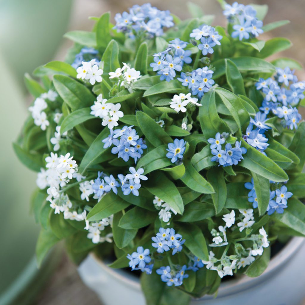 100 Mixed Pastel Forget Me Not Seeds - Welldales