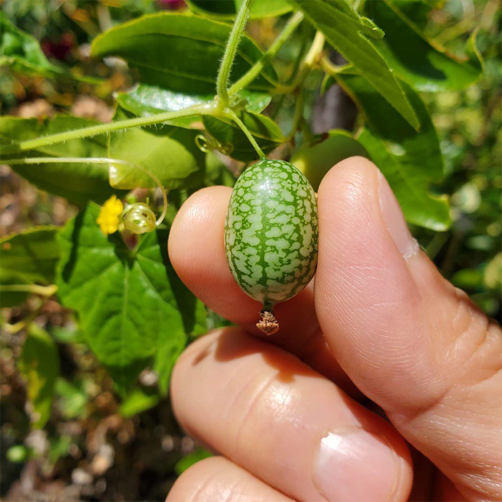 25 British Cucamelon Seeds - Welldales