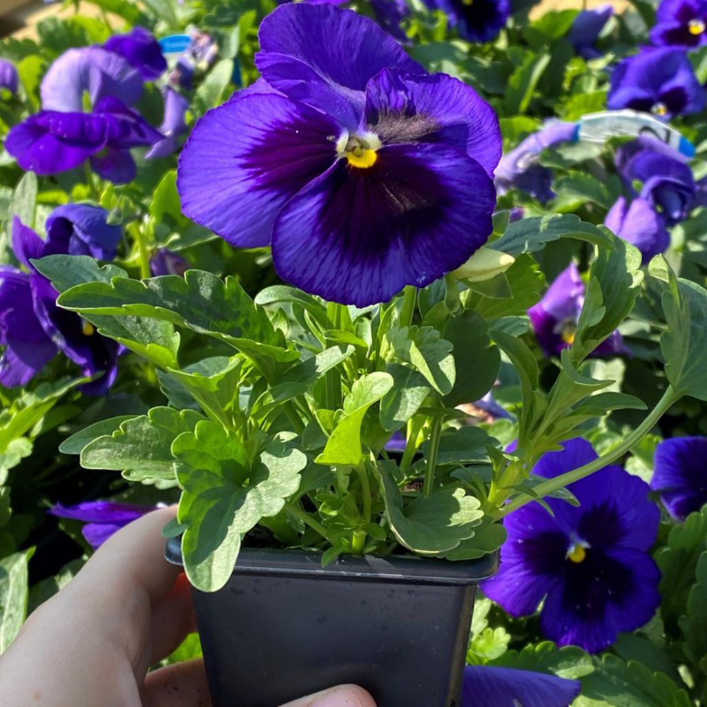 50 Giant Blue Pansy Seeds - Welldales