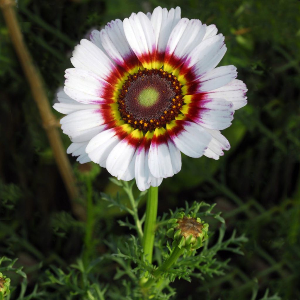 50 Giant Cape Wild Daisy Flower Seeds - Welldales