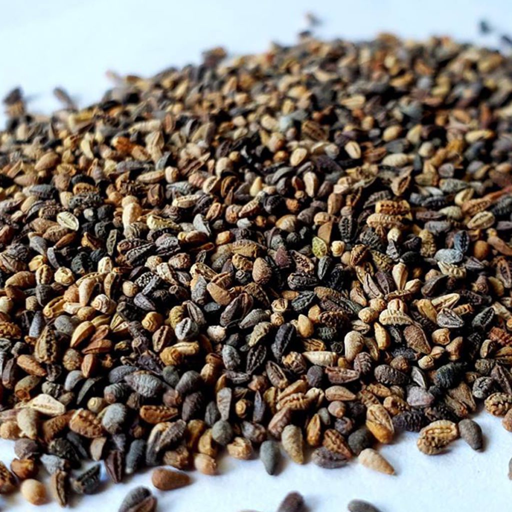 50 Orange Cape Wild Daisy Flower Seeds - Welldales