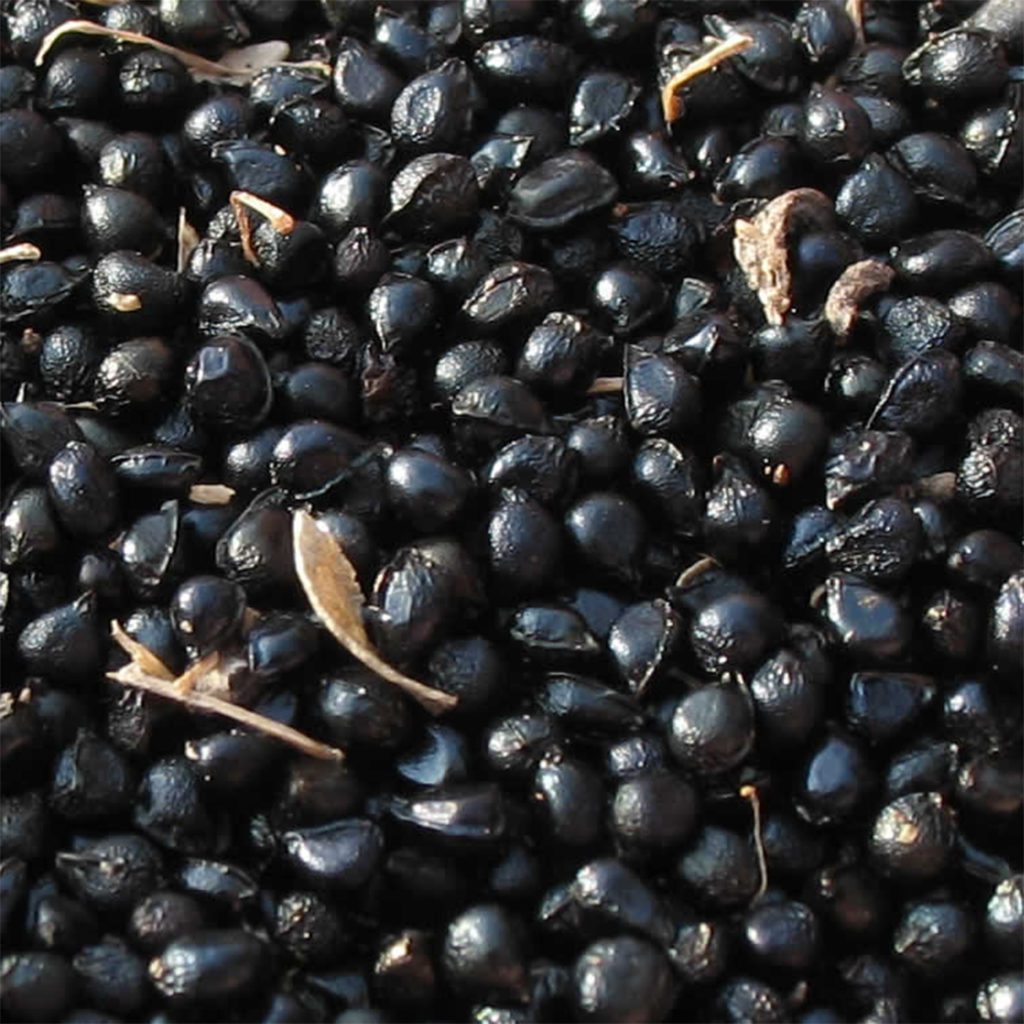 50 English Bluebells Seeds - Welldales