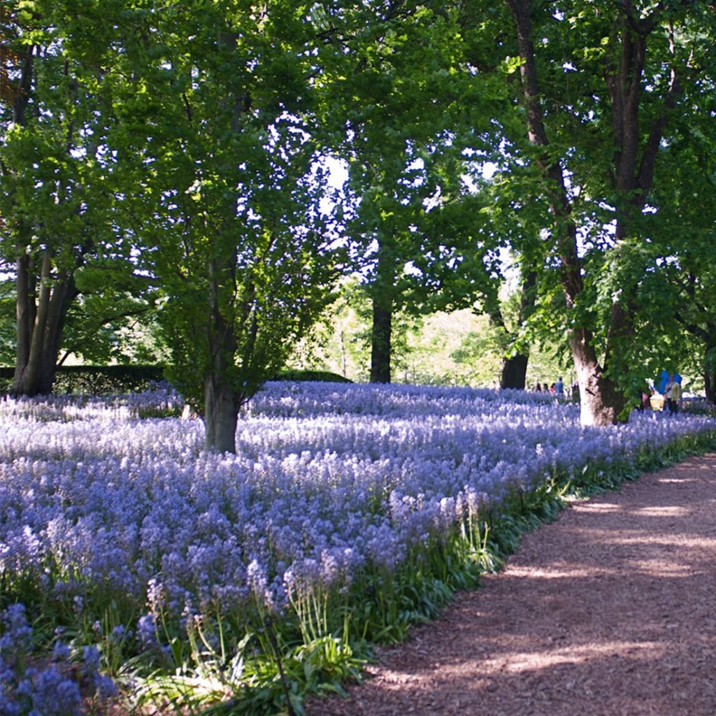 50 English Bluebells Seeds - Welldales