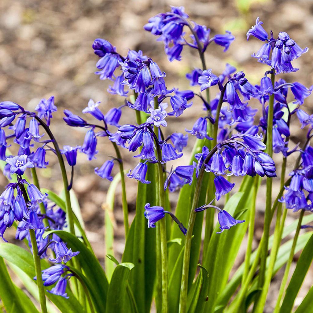50 English Bluebells Seeds - Welldales