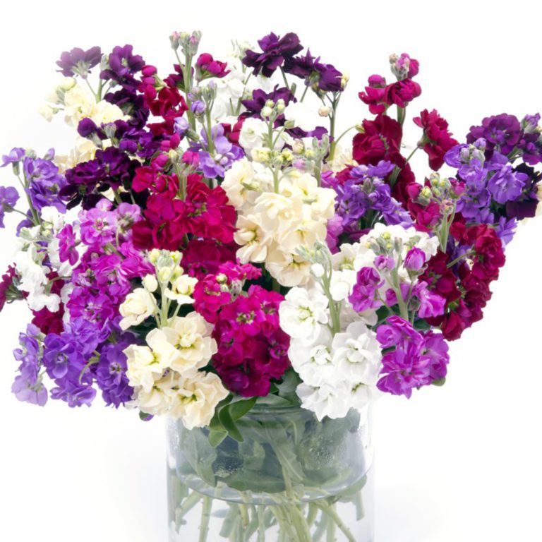 50 Mixed Matthiola Stock Seeds - Welldales