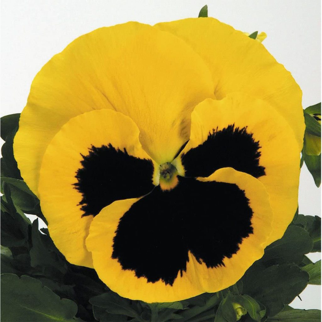 50 Giant Yellow Pansy Seeds - Welldales