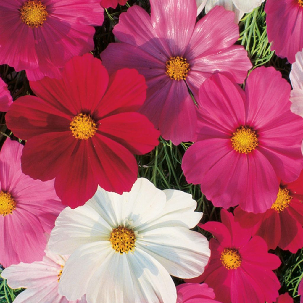 50 Mixed Dwarf Cosmos Flower Seeds - Welldales