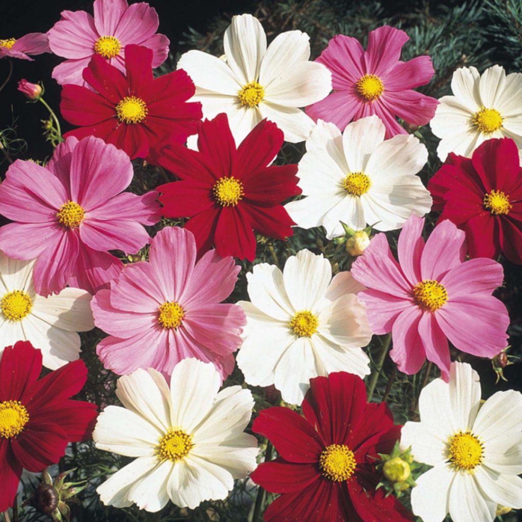 50 Mixed Dwarf Cosmos Flower Seeds - Welldales