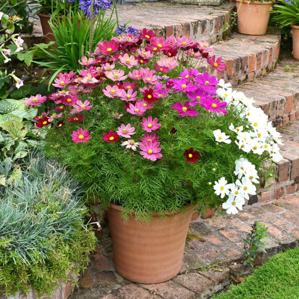 50 Mixed Dwarf Cosmos Flower Seeds - Welldales