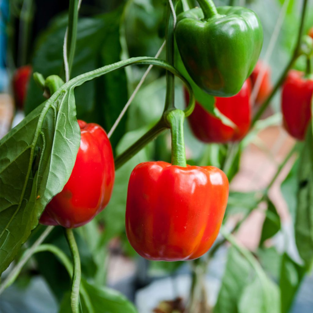 50 Sweet Mini Bell Pepper Seeds - Welldales