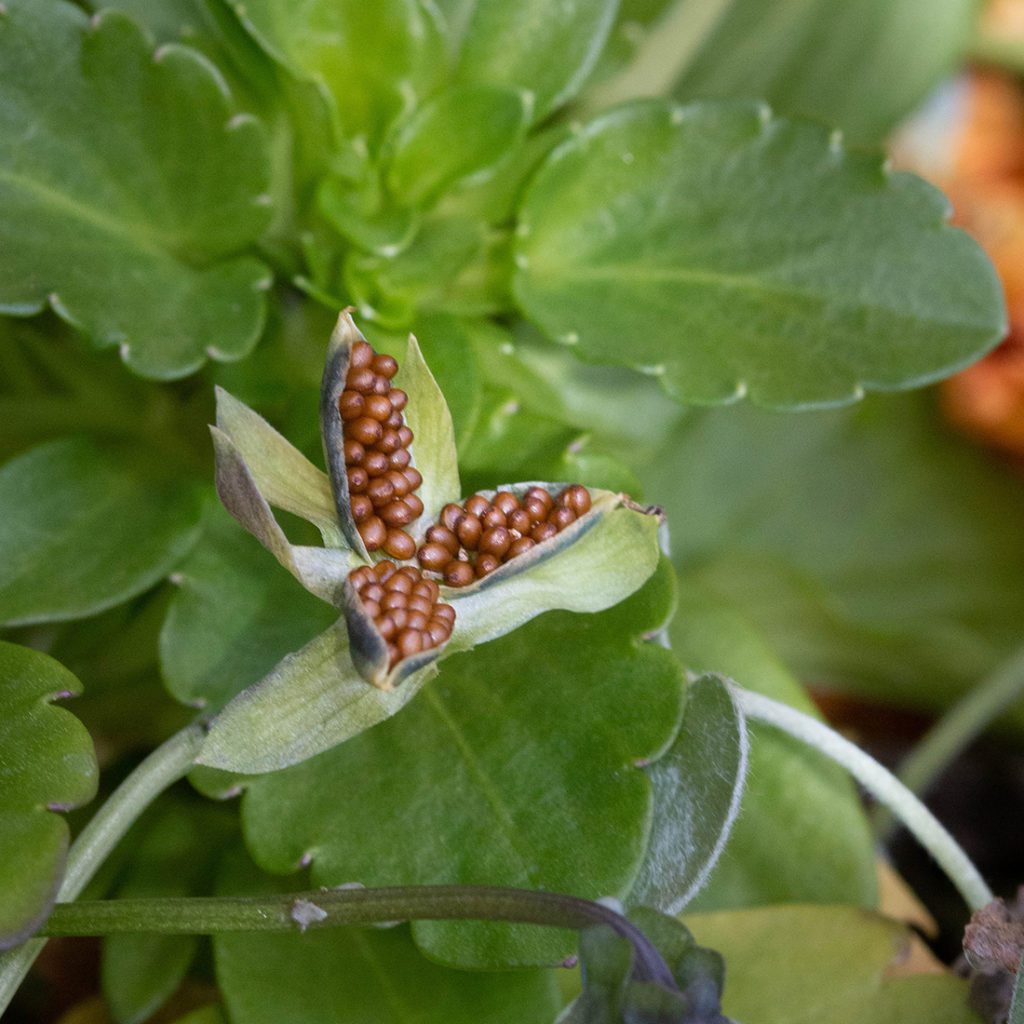 50 Frilly Giant Winter Pansy Seeds - Welldales