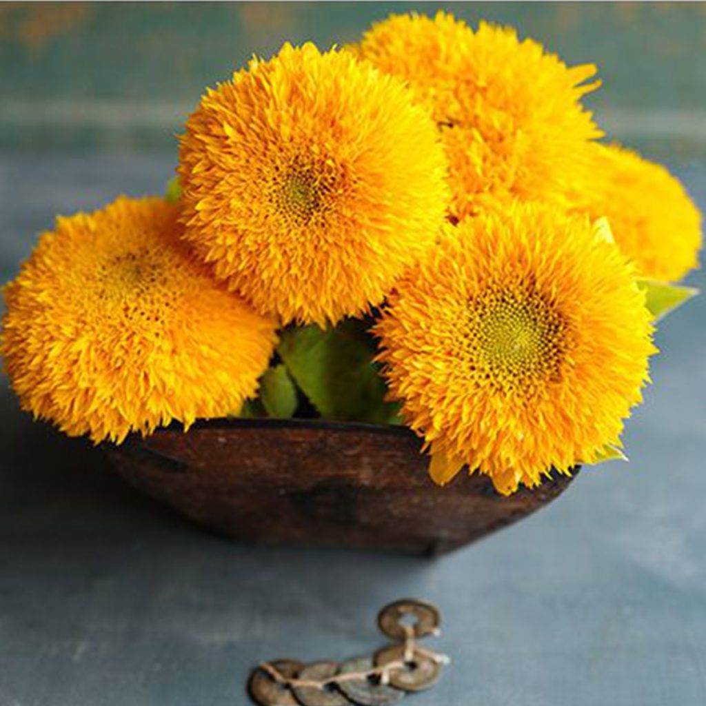 30 Dwarf Teddy Bear Sunflower Seeds - Welldales
