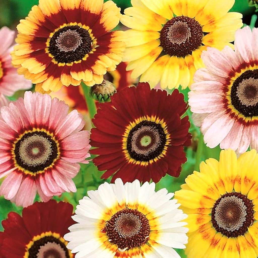 50 Pastel Painted English Daisy Seeds - Welldales