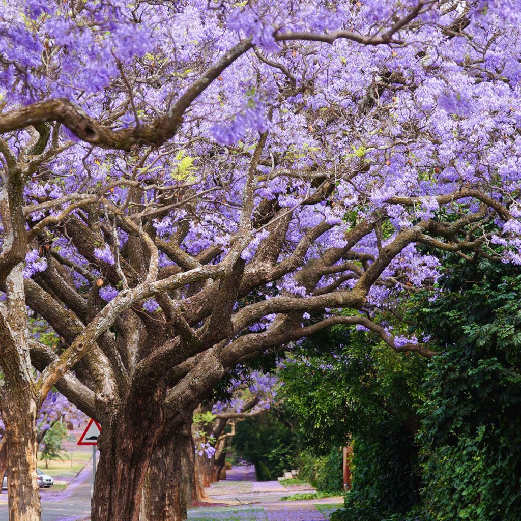 50 Royal Giant Empress Tree Seeds - Welldales