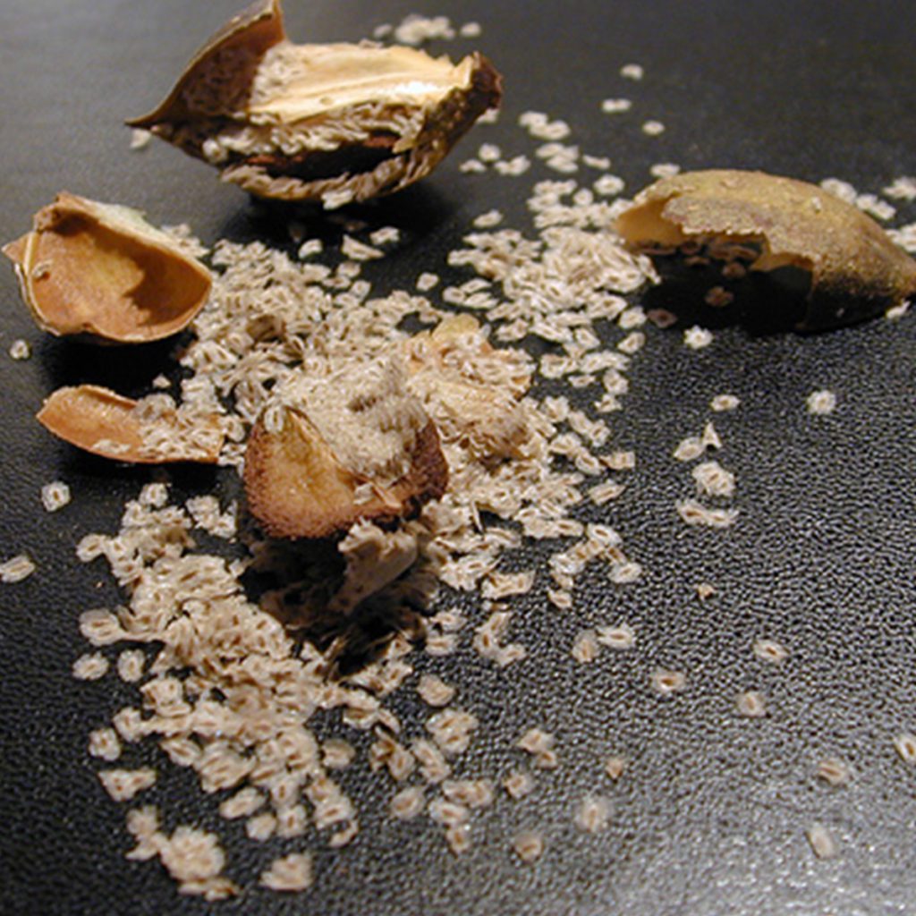 50 Royal Giant Empress Tree Seeds - Welldales