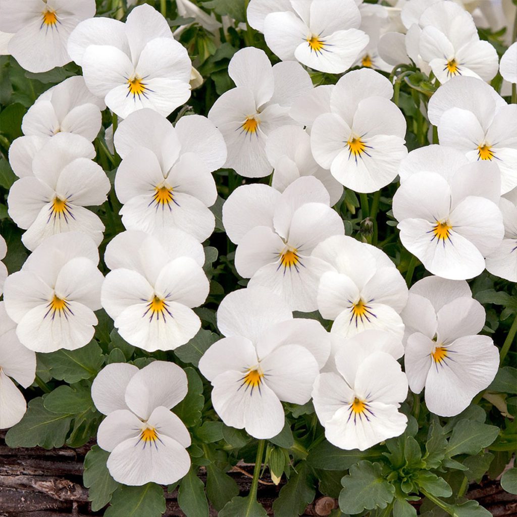50 Giant White Pansy Seeds - Welldales