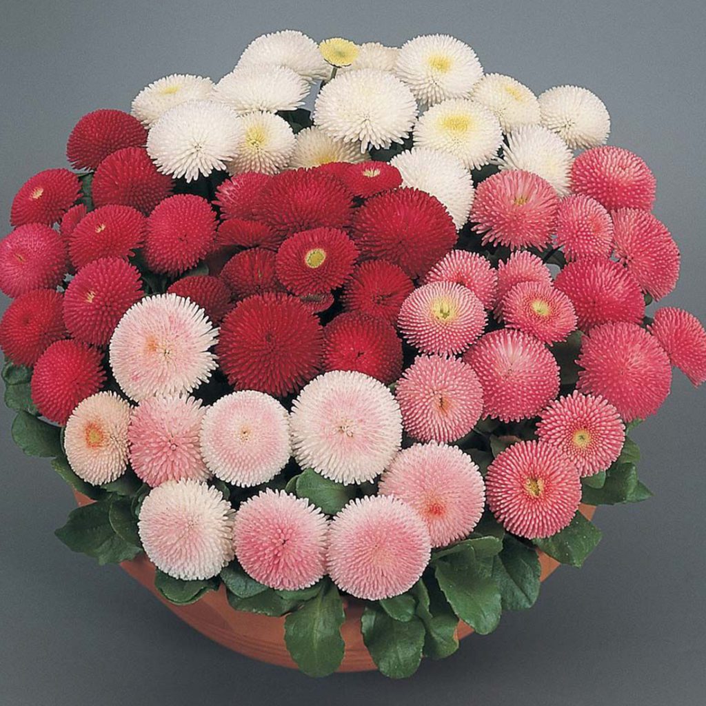 100 Mixed Pompom Daisy seeds - Welldales