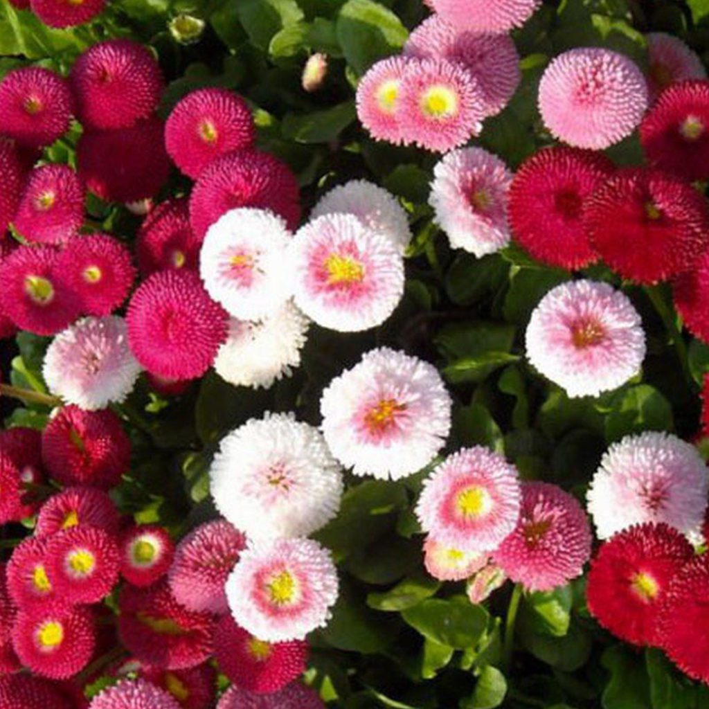 100 Mixed Pompom Daisy seeds - Welldales