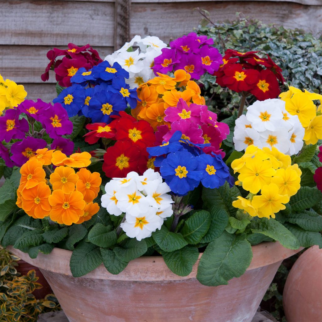 50 Giant Polyanthus Seeds Flowering Mix - Welldales