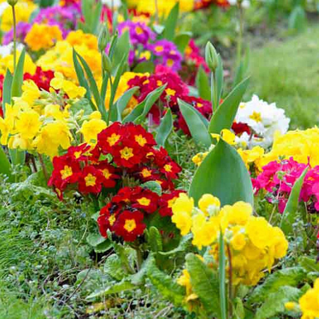 50 Giant Polyanthus Seeds Flowering Mix - Welldales