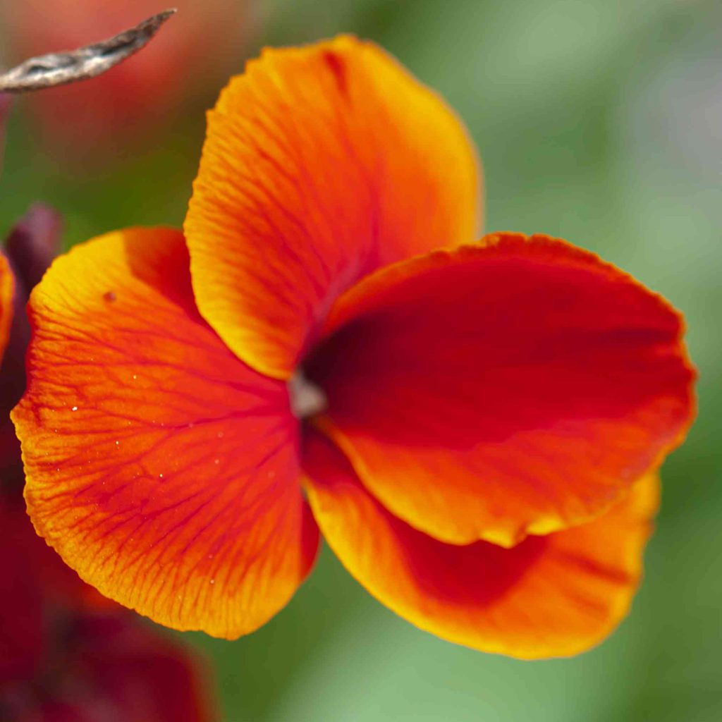 50 Orange Fire King WallFlower Seeds - Welldales