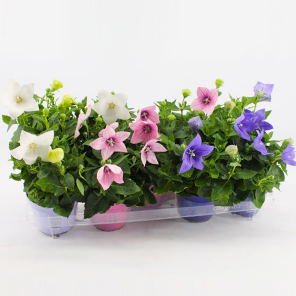 50 Pastel Balloon Platycodon Seeds - Welldales