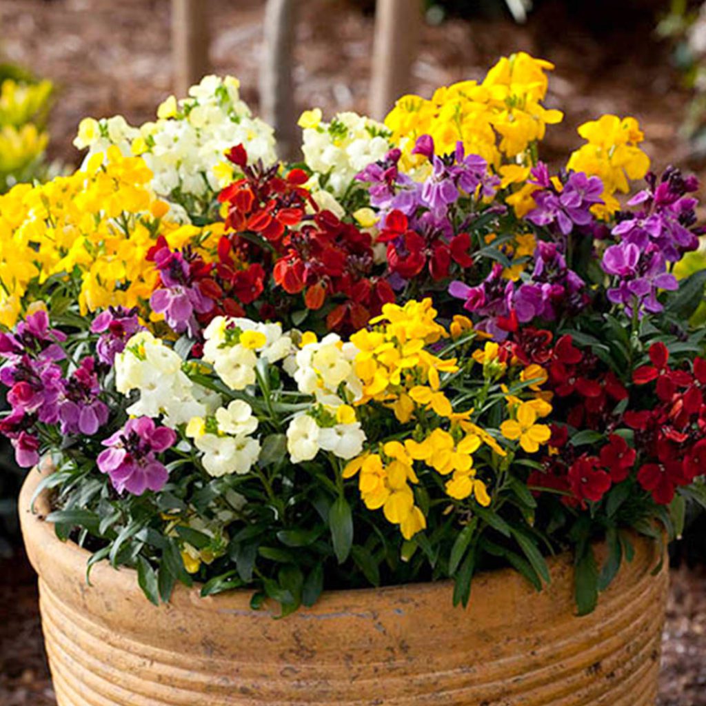 50 Pastel Mix English WallFlower Seeds - Welldales